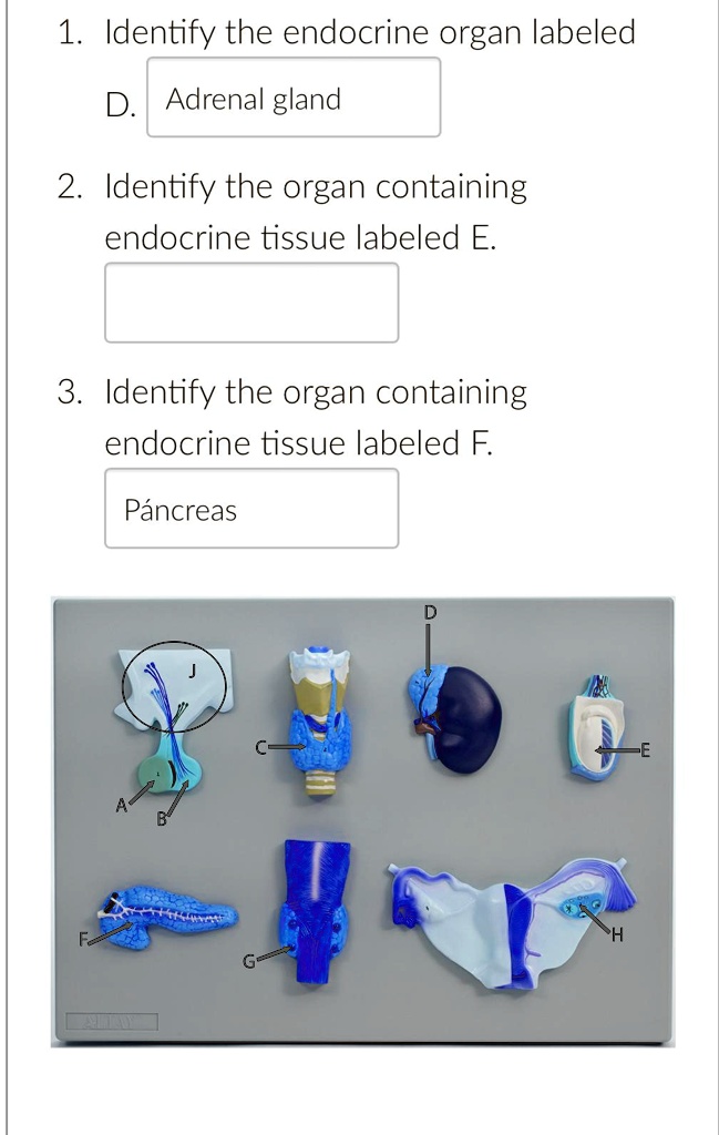 SOLVED: Identify the endocrine organ labeled D. Adrenal gland Identify ...