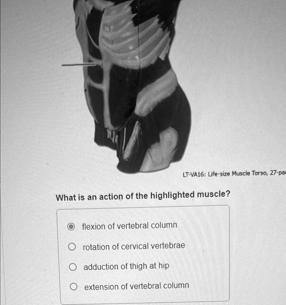 LT-VA16: Life-size Muscle Torso, 27-par What is an action of the ...