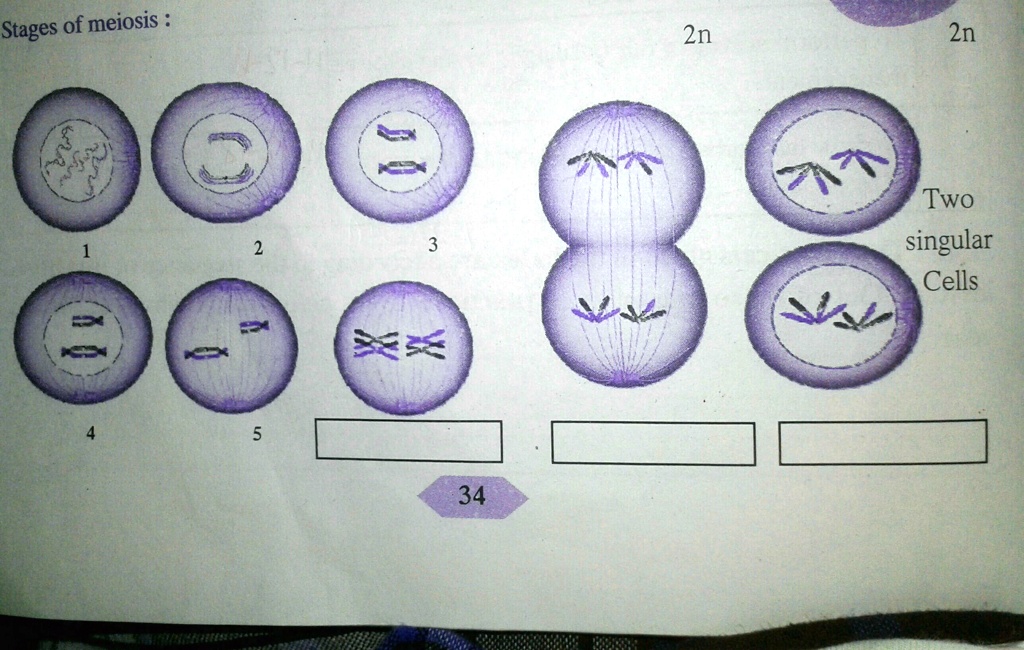 'name of the following diagrams Stages of meiosis 2n 2n Two singular ...