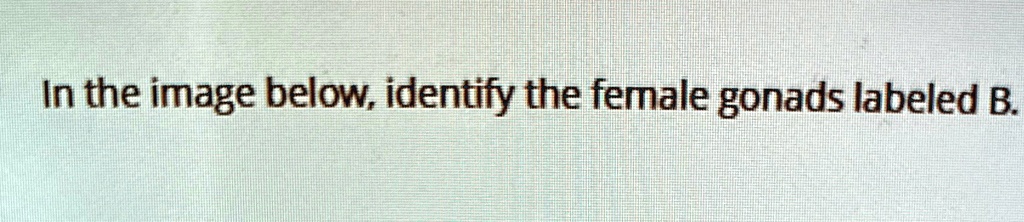 in the image below identify the female gonads labeled b in the image ...