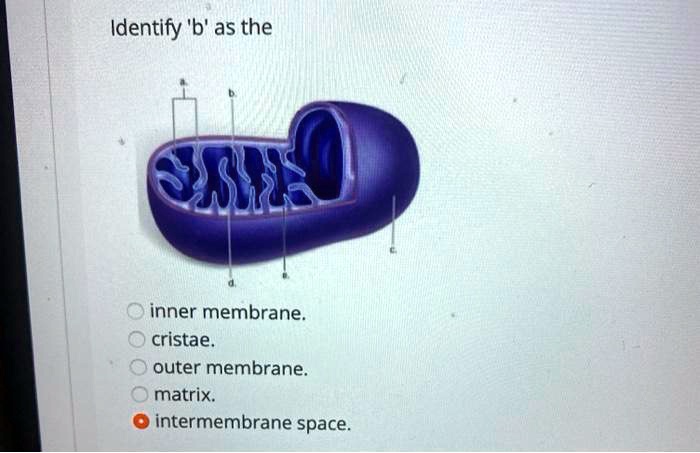 SOLVED: Identify 'b' as the inner membrane cristae. outer membrane ...