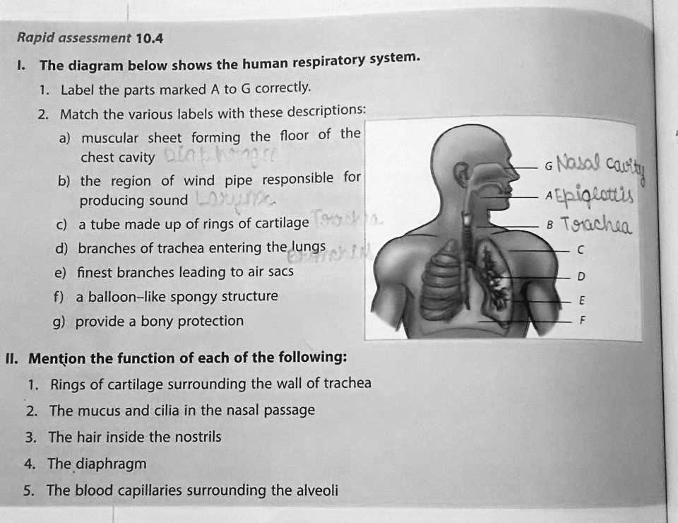 SOLVED: Please tell answers of these: Rapid assessment 10.4 The diagram below shows the human ...