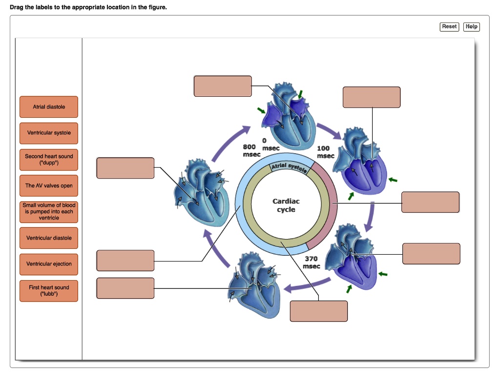SOLVED: Drag the labels to the appropriate locations in the figure ...