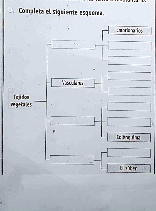 SOLVED: me ayudan es para hoy UUlaiu Completa el siguiente esquema ... SOLVED: me ayudan es para hoy UUlaiu Completa el siguiente esquema ...
