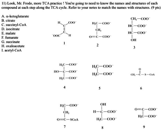 SOLVED:I) Look Mr Frodo_ more TCA practice Youre going to need to know ...