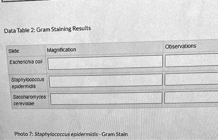 SOLVED: Data Table 2: Gram Staining Results Observations Slide ...