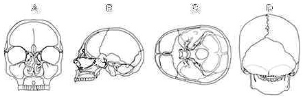 An anatomist needs to cut a skull open with a transverse cut. Which of ...