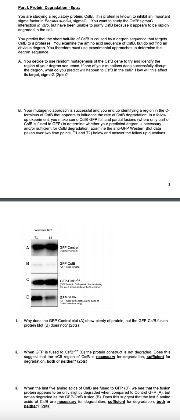 SOLVED: Part L. Protein Degradation - 8pts: You are studying a regulatory protein, CsfB. This ...