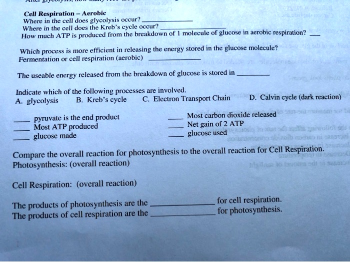 SOLVED: Cell Respiration: Aerobic Where in the cell does glycolysis ...