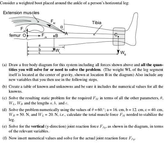 SOLVED: Consider a weighted boot placed around the ankle of a person's ...
