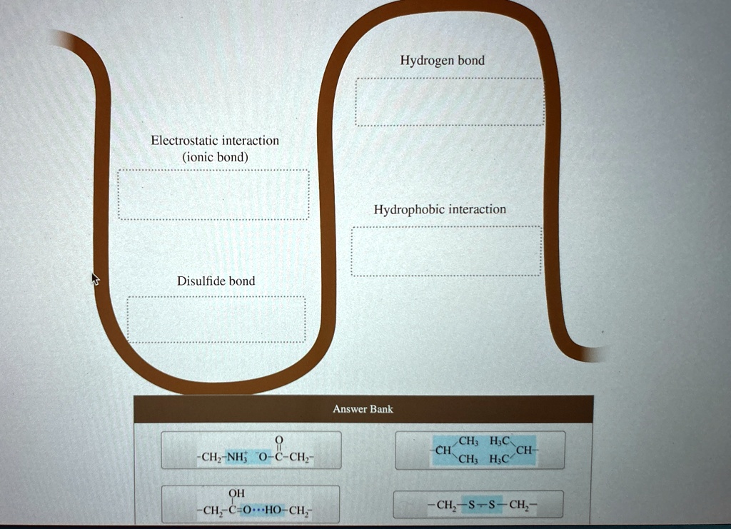 electrostatic interaction ionic bond disulfide bond ch2 nh3 oh o c ch2 ...