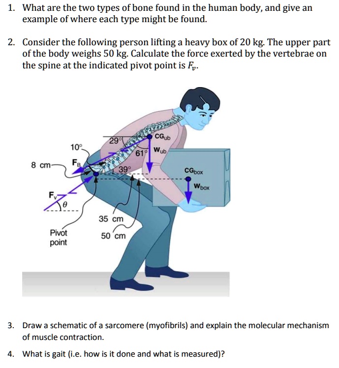 1. What are the two types of bone found in the human body, and give an ...