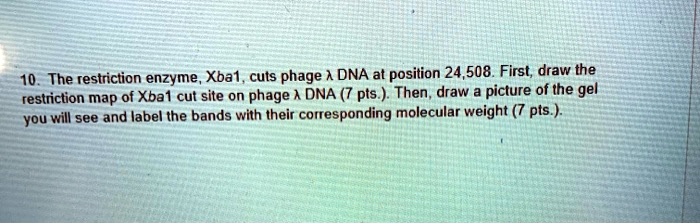 SOLVED: The restriction enzyme, Xba1 cuts phage A DNA at position ...