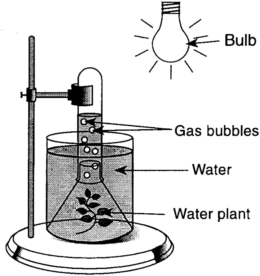 'Use the following diagram to answer the question: The gas released in ...