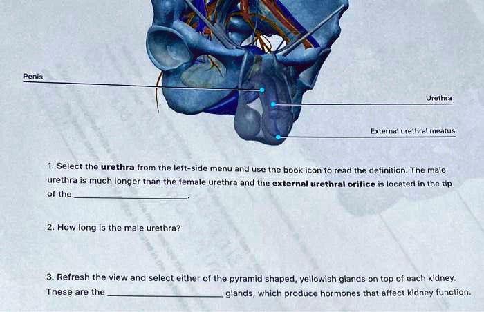 Urethral Meatus Anatomy