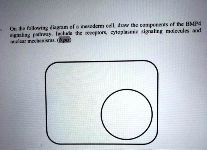 SOLVED: On the following diagram of a mesoderm cell, draw the components of the BMP signaling ...