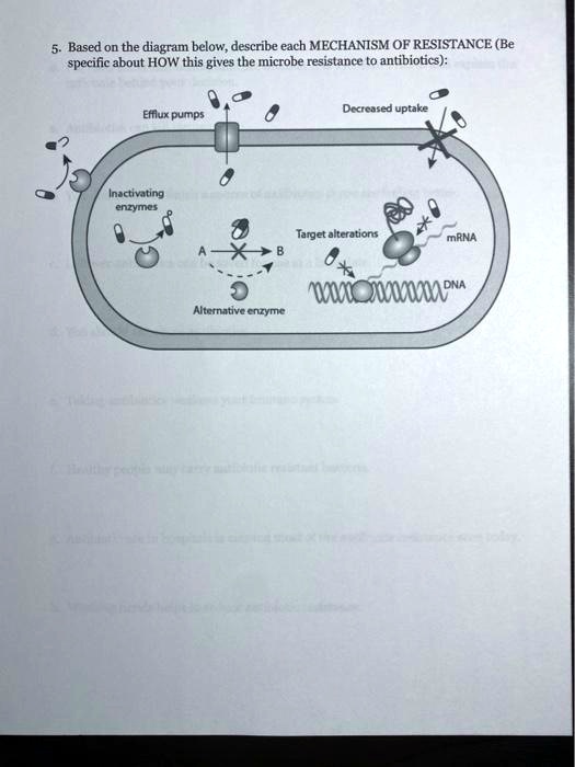 SOLVED: Based on the diagram below, describe each MECHANISM OF ...