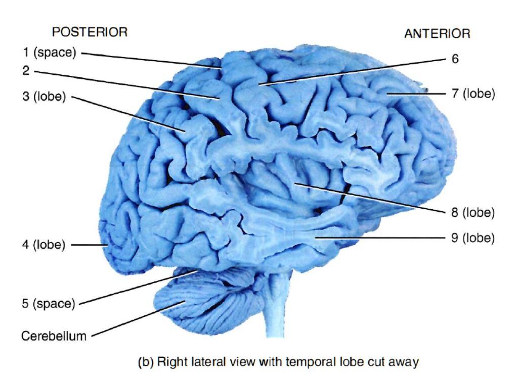 POSTERIOR ANTERIOR 1 (space) 2 3 (lobe) 4 (lobe) 5 (space) Cerebellum ...
