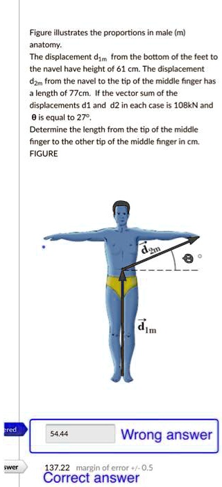 Figure illustrates the proportions in male m anatomy the...
