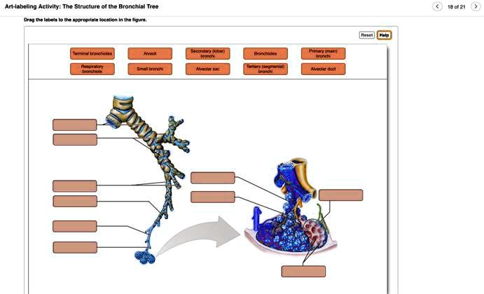 SOLVED: Art-labeling Activity: The Structure of the Bronchial Tree 1812 Drag the label to the ...