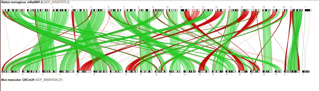 Rattus norvegicus mRatBN7.2 (GCF0152227675.2) Mus musculus GRCm39 ...