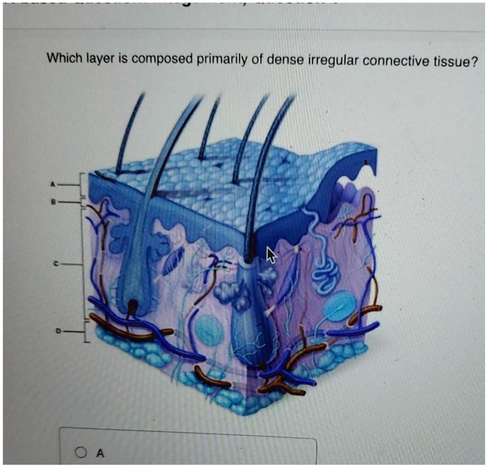 Which layer is composed primarily of dense irregular connective tissue?