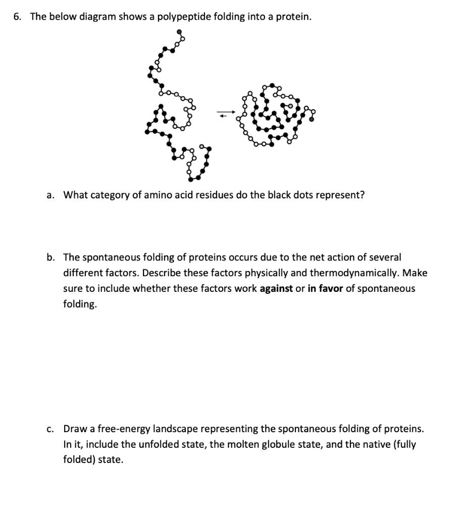 6. The below diagram shows a polypeptide folding into a protein. a ...