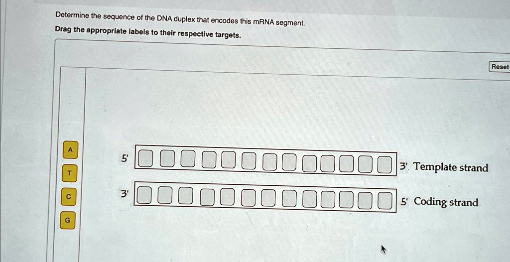 determine the sequence of the dna duplex that encodes this mrna segment drag the appropriate ...