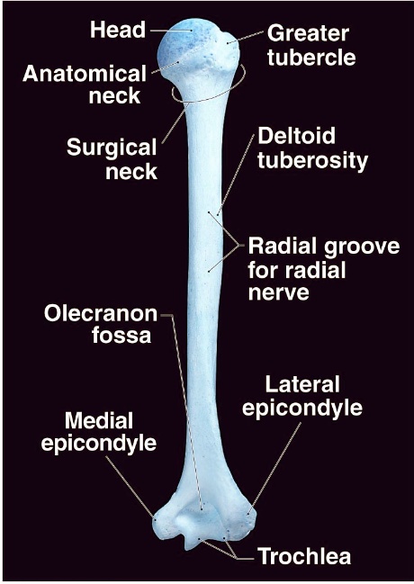 SOLVED: The olecranon fossa labeled here articulates with which bone ...
