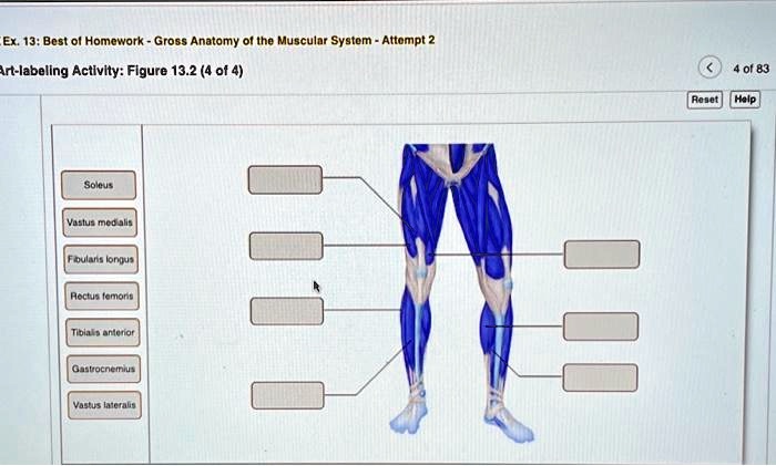 Ex. 13: Best of Homework - Gross Anatomy of the Muscular System ...