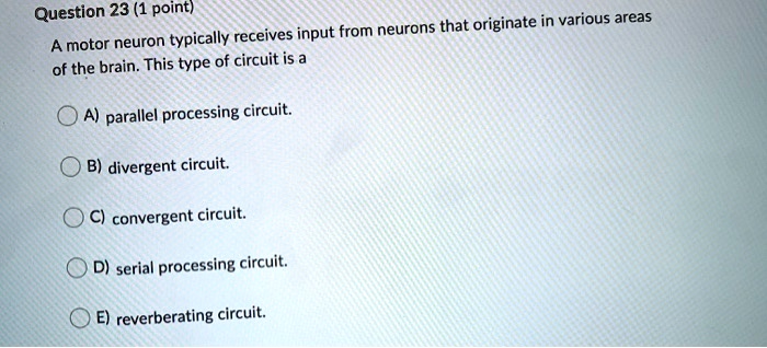 SOLVED: Question 23 (1 point): A motor neuron typically receives input from neurons that ...