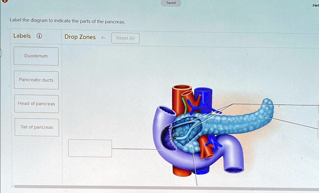 SOLVED: Saved Label the diagram to indicate the parts of the pancreas ...