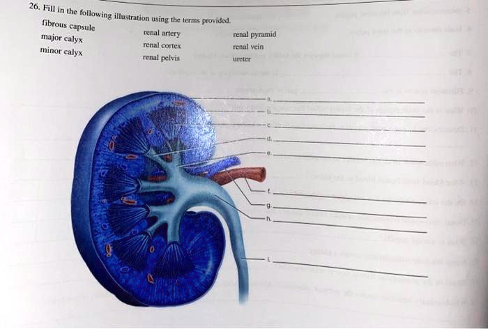SOLVED: fibrous capsule major calyx minor calyx renal artery renal ...