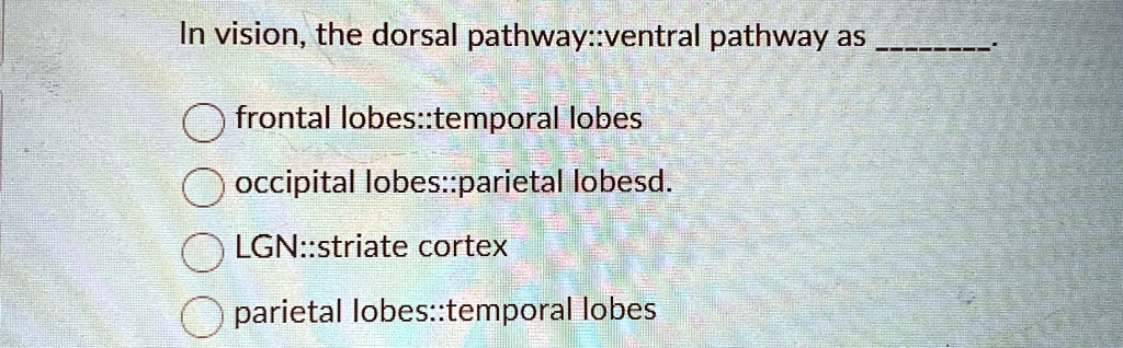 in vision the dorsal pathwayventral pathway as frontal lobestemporal ...