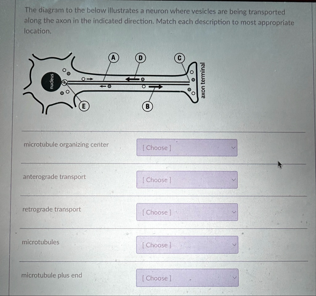 the diagram to the below illustrates a neuron where vesicles are being ...