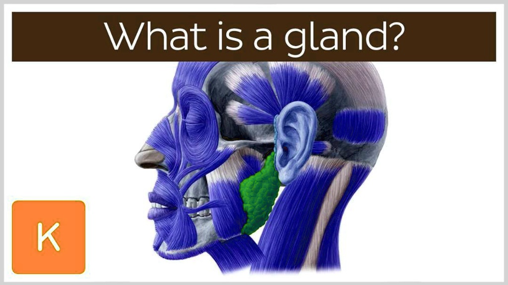 SOLVED: What is a gland? And how many types of glands?