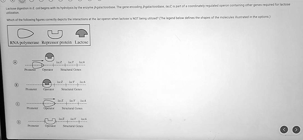 SOLVED: Lactose digestion in E. coli begins with its hydrolysis by the ...