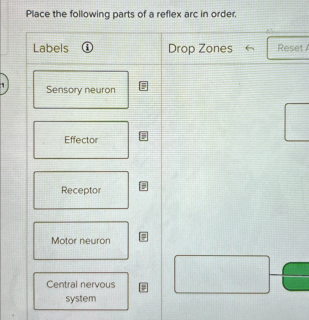 Place the following parts of a reflex arc in order. Labels (i) Drop Zones Place the following ...