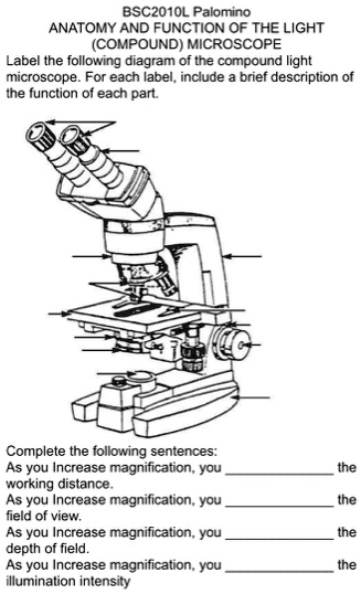 SOLVED: BSCZOIOL Palomino ANATOMY AND FUNCTION OF THE LiGhT COMPOUND ...