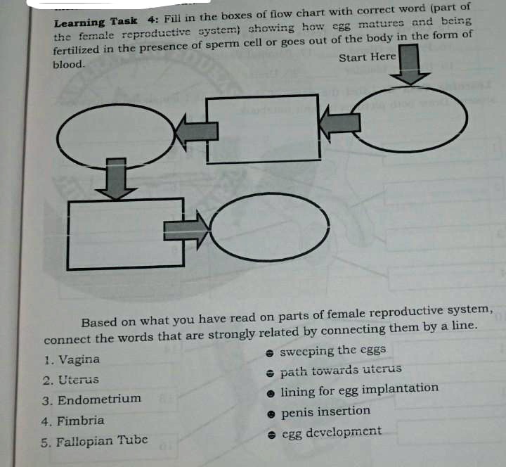 Learning Task 4: Fill in the boxes of flow chart with correct word ...