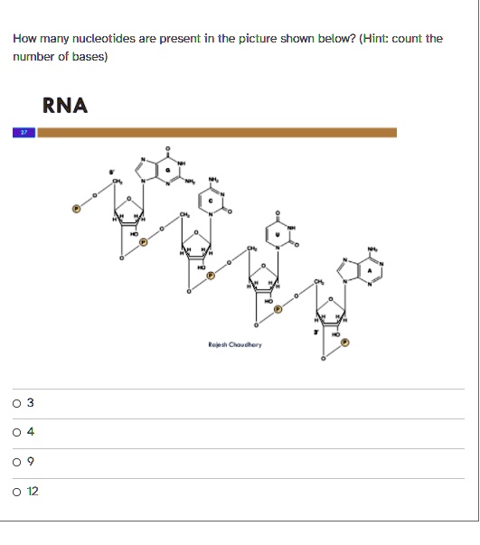 SOLVED: How many nucleotides are present in the picture shown below? (Hint: count the number of ...