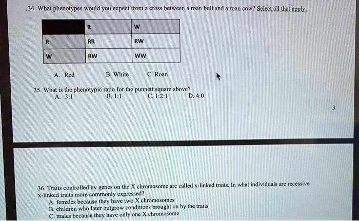 SOLVED:What phenotypes would you expect from cross betwcen roan bull ...