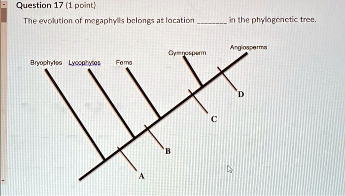 SOLVED: Question 17 (1 point) The evolution of megaphylls belongs at ...
