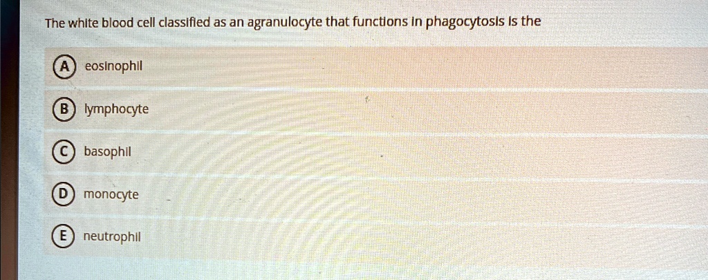 the white blood cell classified as an agranulocyte that functions in ...