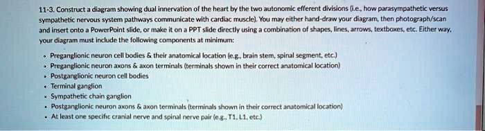 SOLVED: 11-3. Construct a diagram showing dual innervation of the heart ...