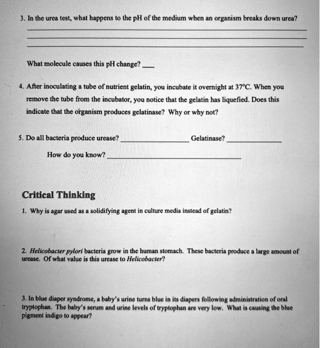 SOLVED: In the urea test; what happens t0 the pH of the medium when an ...