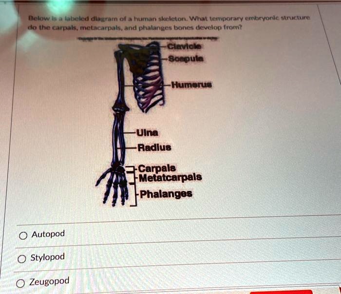 SOLVED: Text: Below is a labeled diagram of a human skeleton. What ...