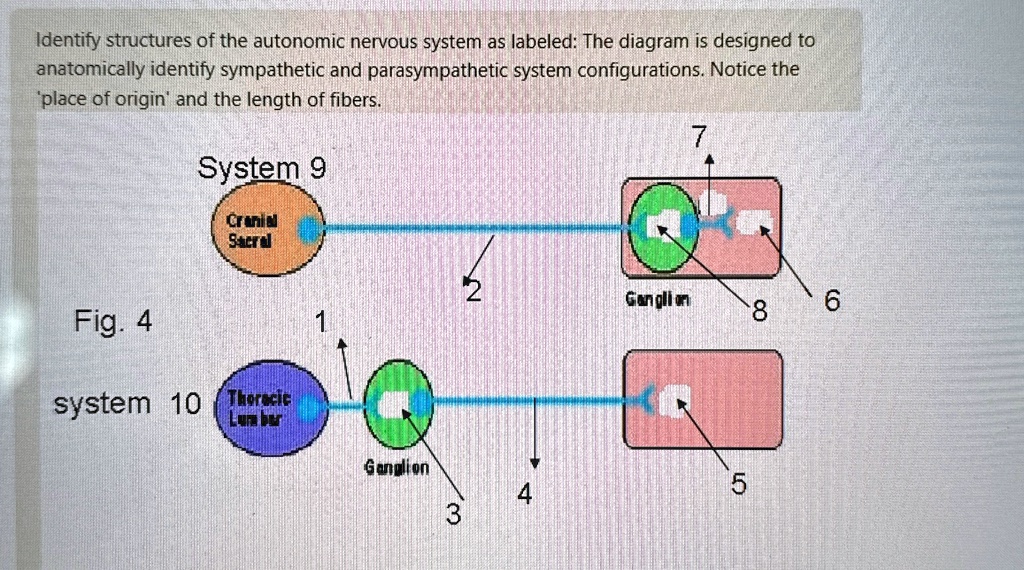 Identify structures of the autonomic nervous system as labeled: The ...