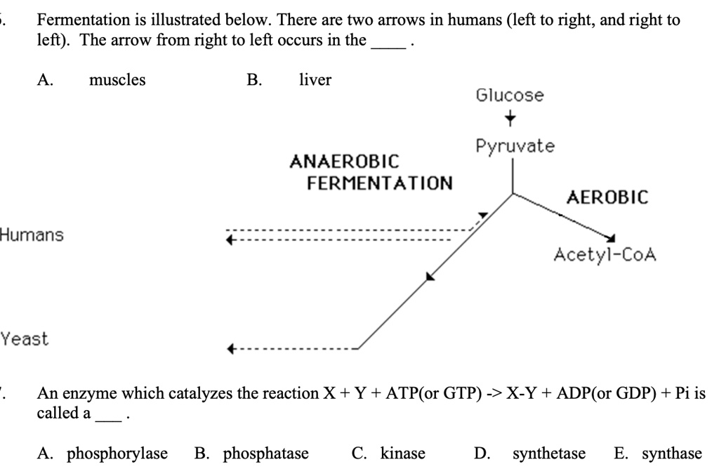 fermentation is illustrated below there are two arrows in humans left ...
