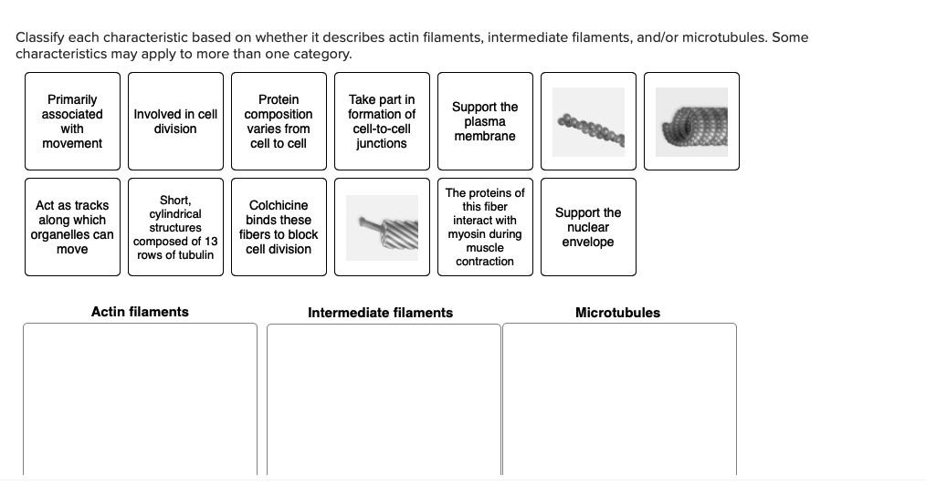 classify each characteristic based on whether it describes actin ... classify each characteristic based on whether it describes actin ...